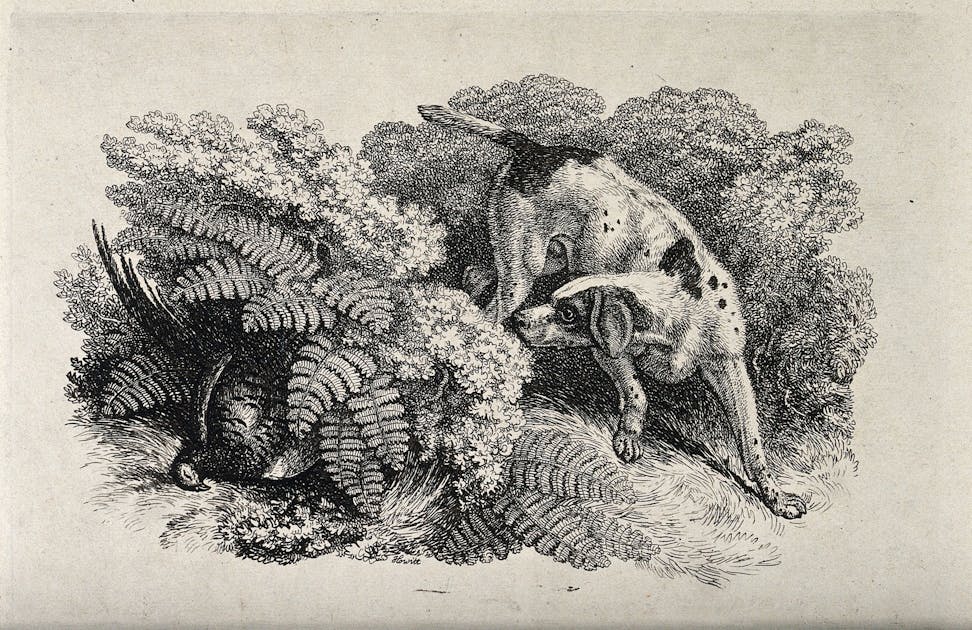 Algolia search in VuePress without joining DocSearch | olets.dev